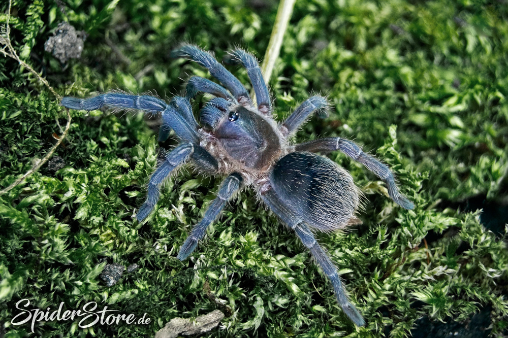 Aphonopelma seemanni