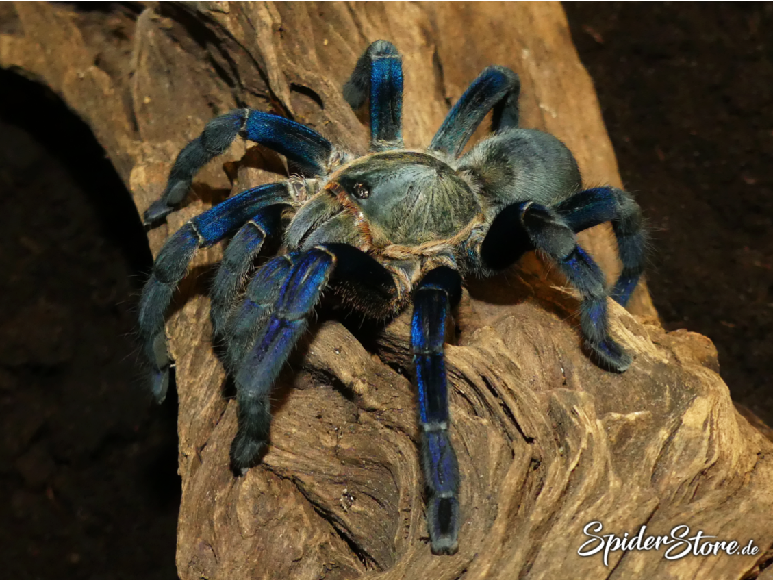 Cyriopagopus lividus