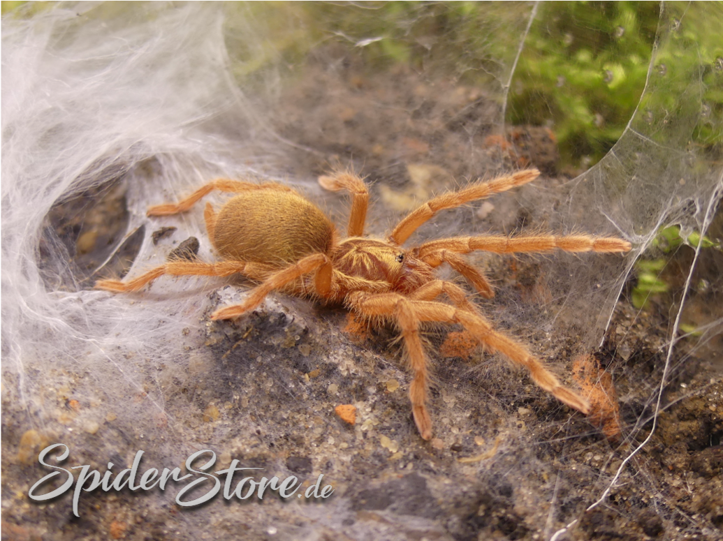 Neoholothele incei gold