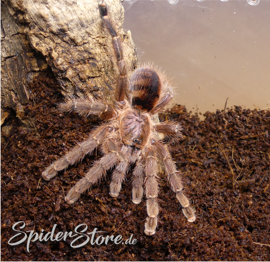 Avicularia minatrix