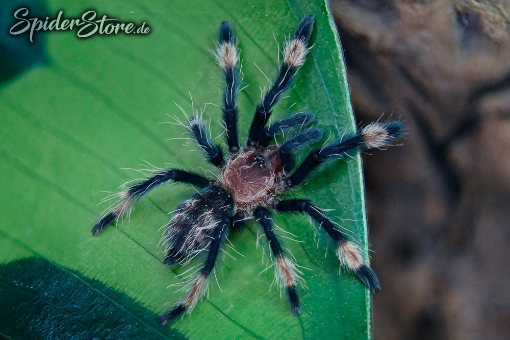 Psalmopoeus irminia