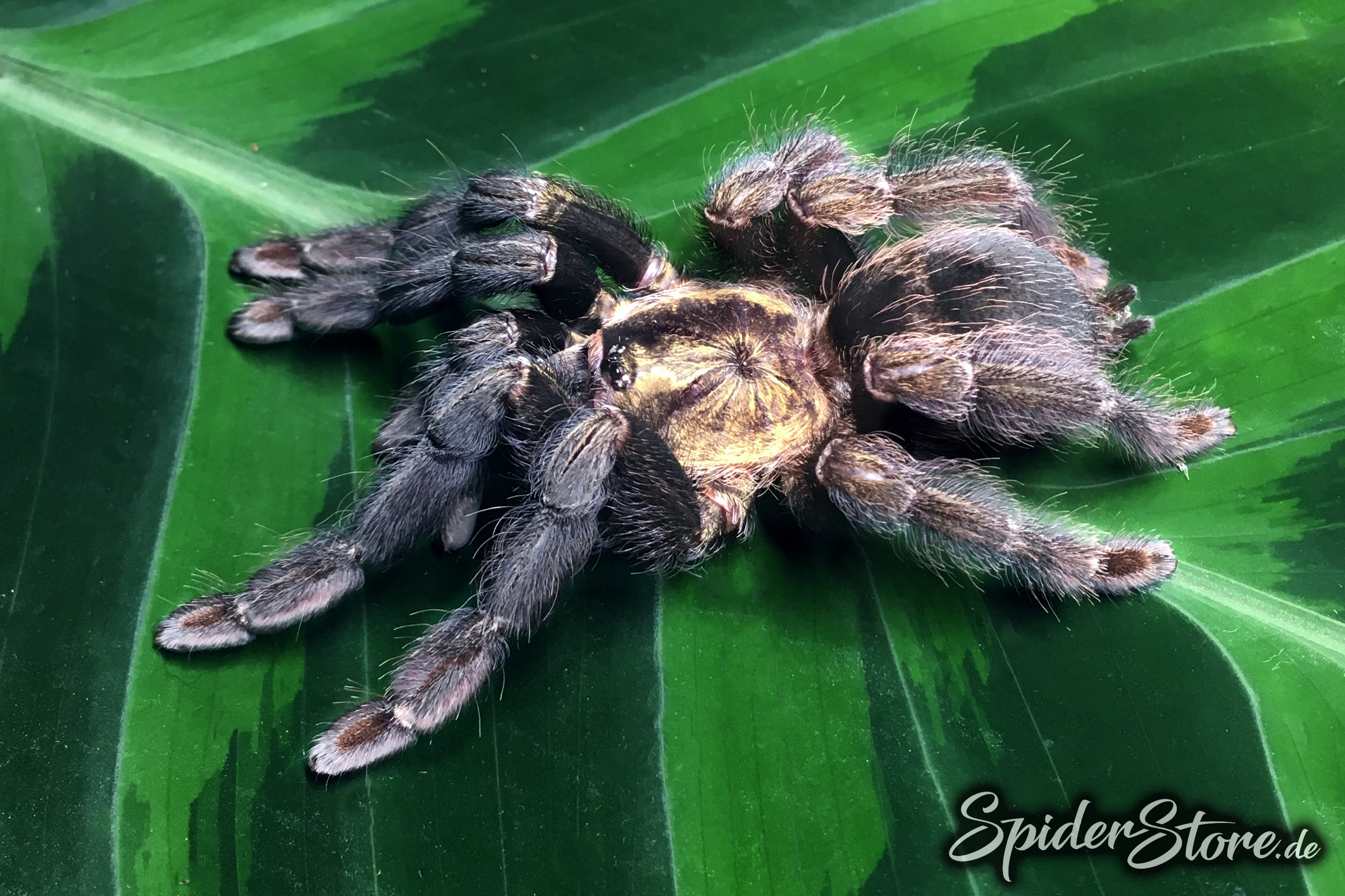 Psalmopoeus reduncus