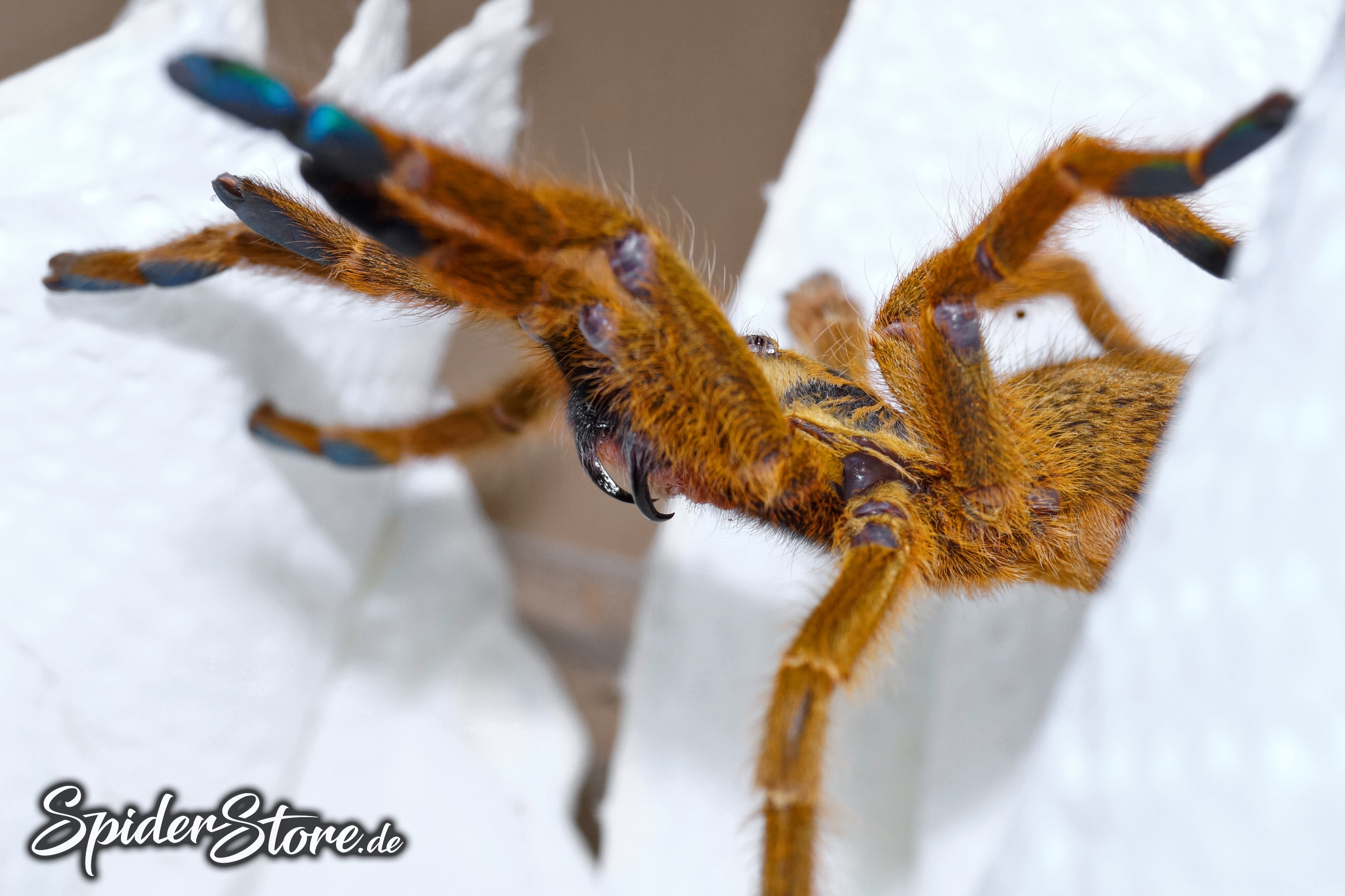 Pterinochilus murinus rcf