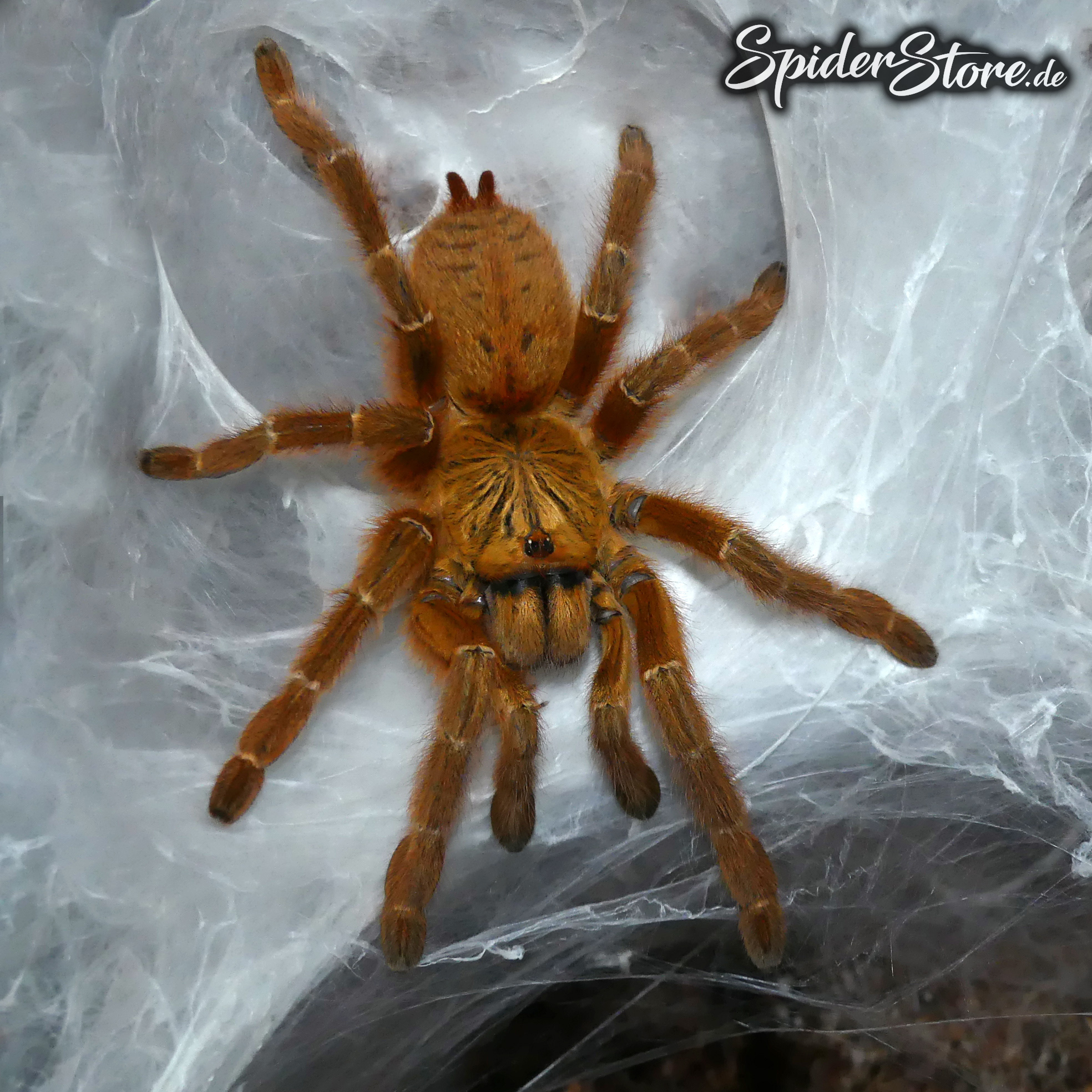 Pterinochilus murinus rcf