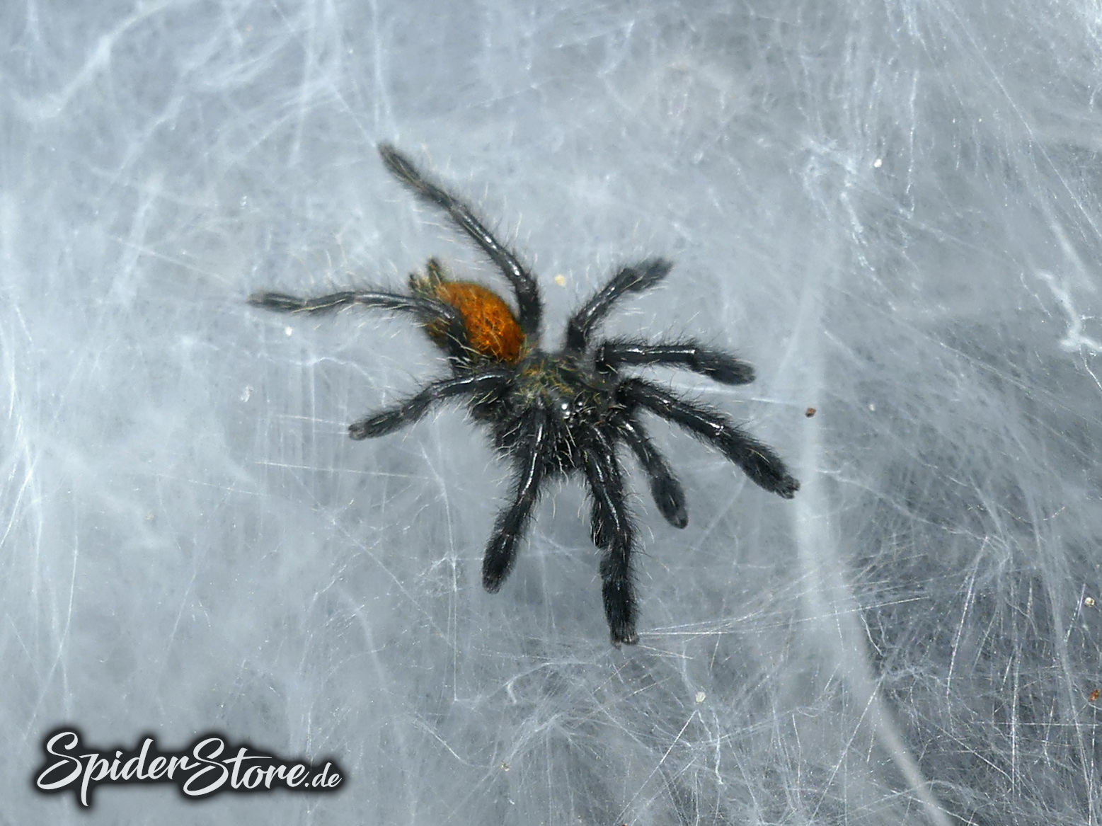 Pterinochilus murinus rcf