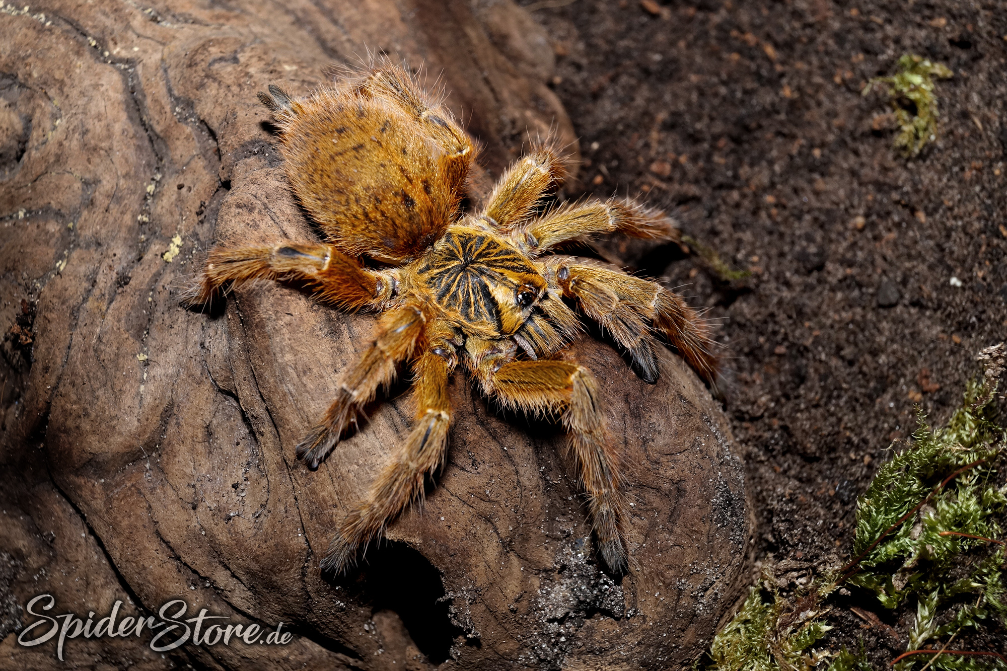 Pterinochilus murinus rcf