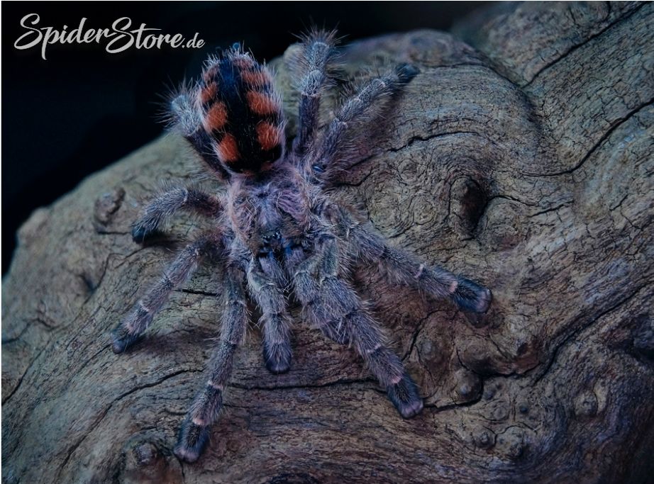 Avicularia minatrix