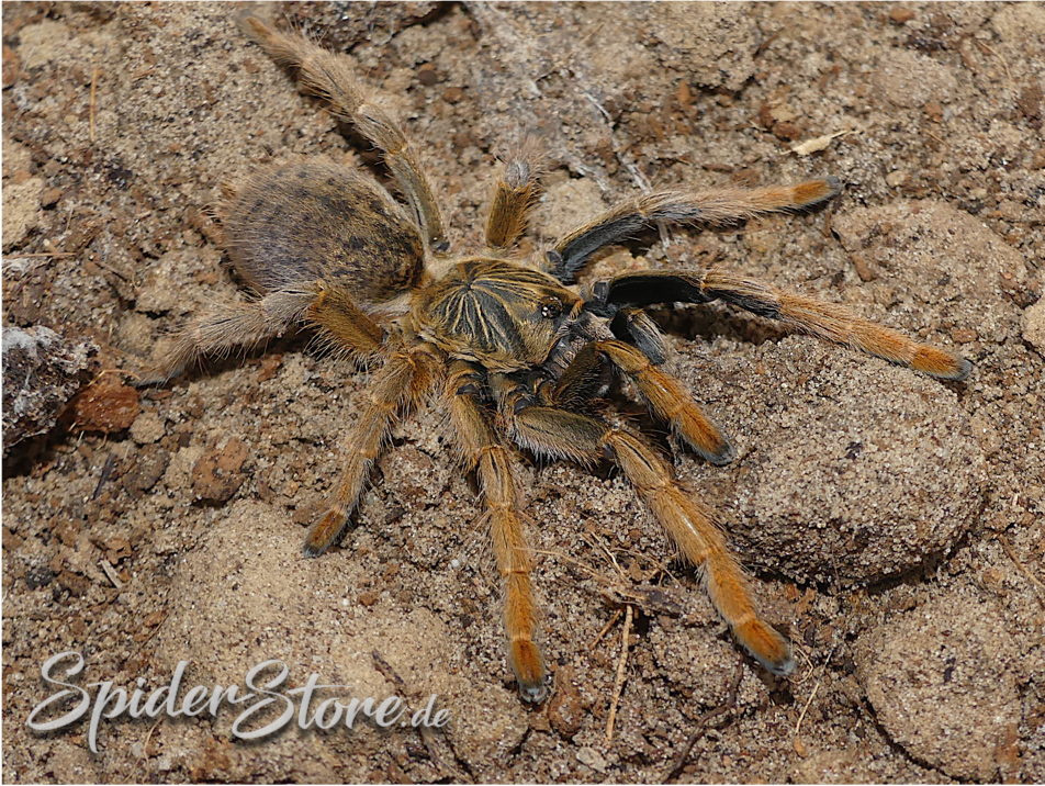 Augacephalus breyeri