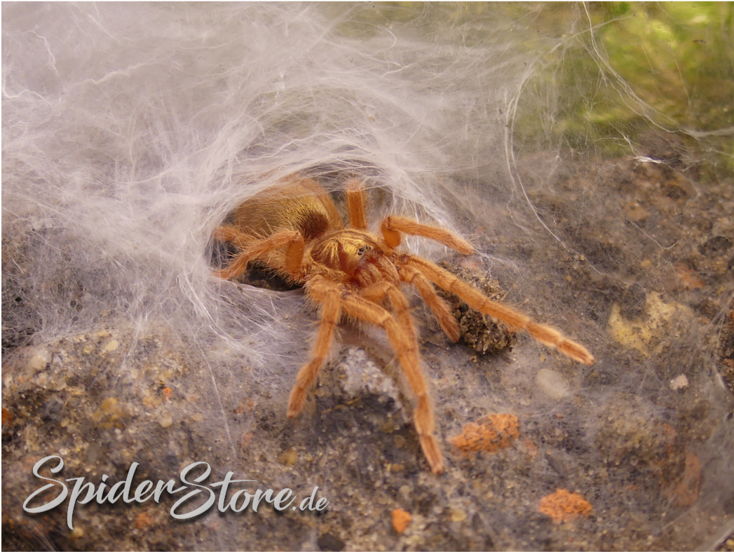 Neoholothele incei gold