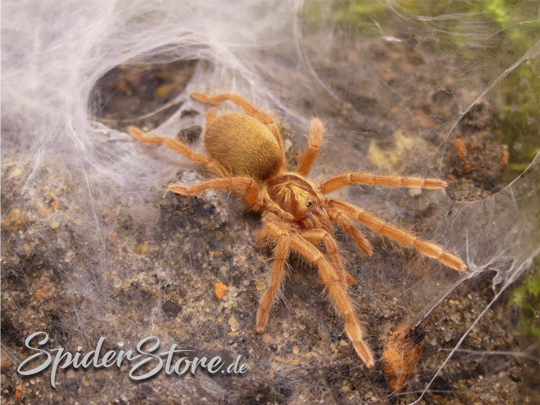 Neoholothele incei gold