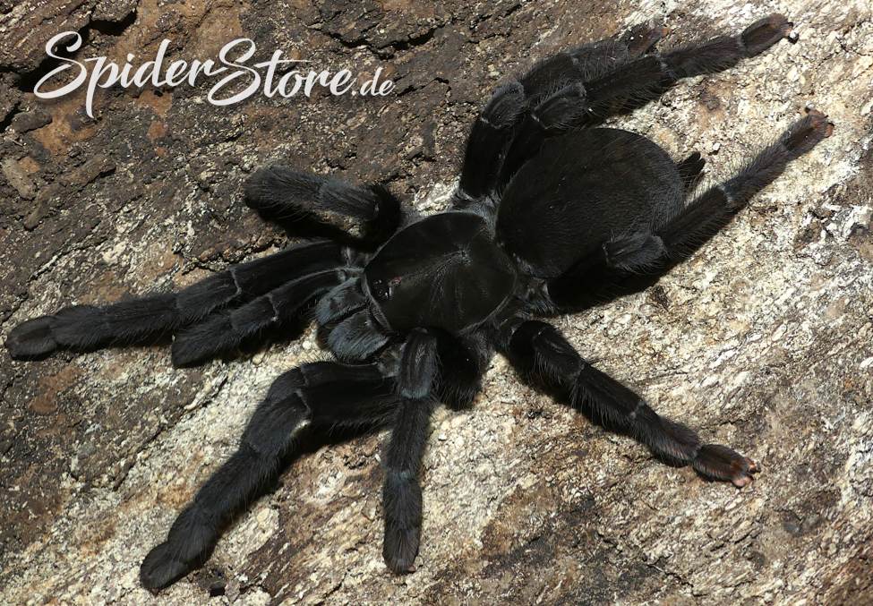 Phormingochilus arboricola