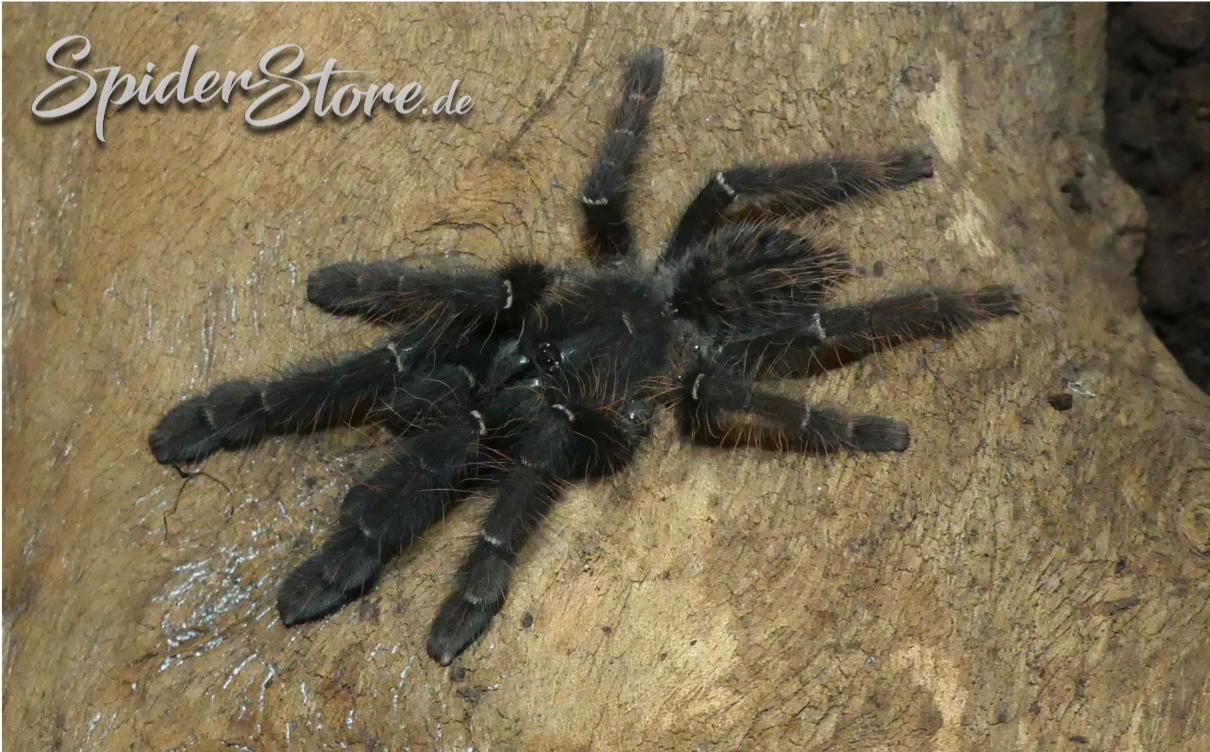 Omothymus schioedtei