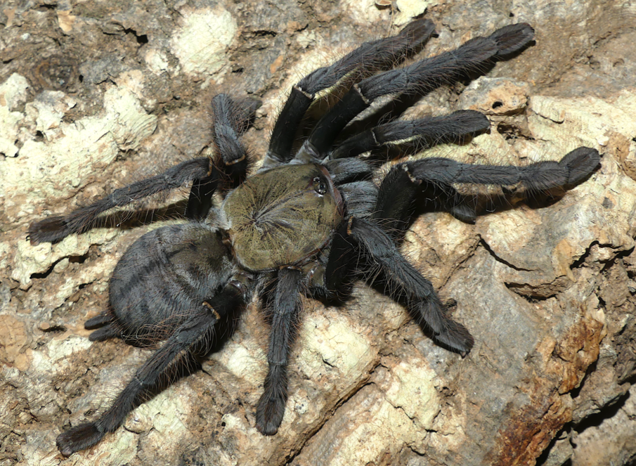 Omothymus schioedtei