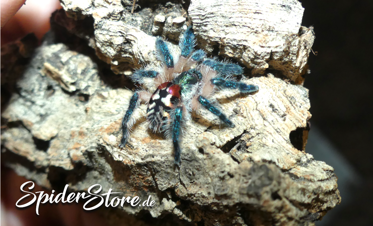 Typhochlaena seladonia